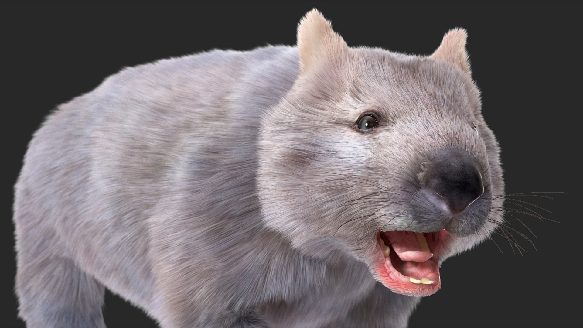 Wombat Grey Fur Rigged 3D Model - TurboSquid 2099521