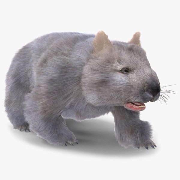 modelo 3d Wombat de piel gris aparejado - TurboSquid 2099521