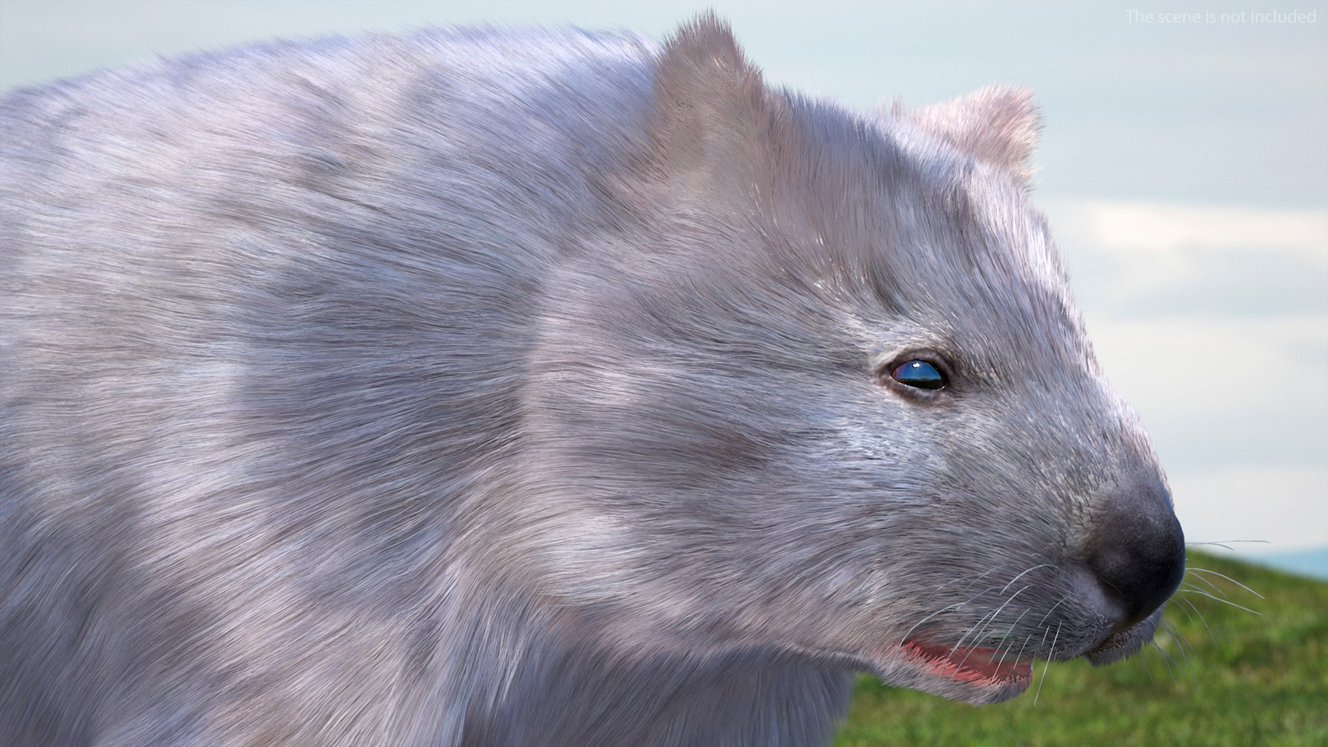 Wombat Grey Fur Rigged 3D Model - TurboSquid 2099521