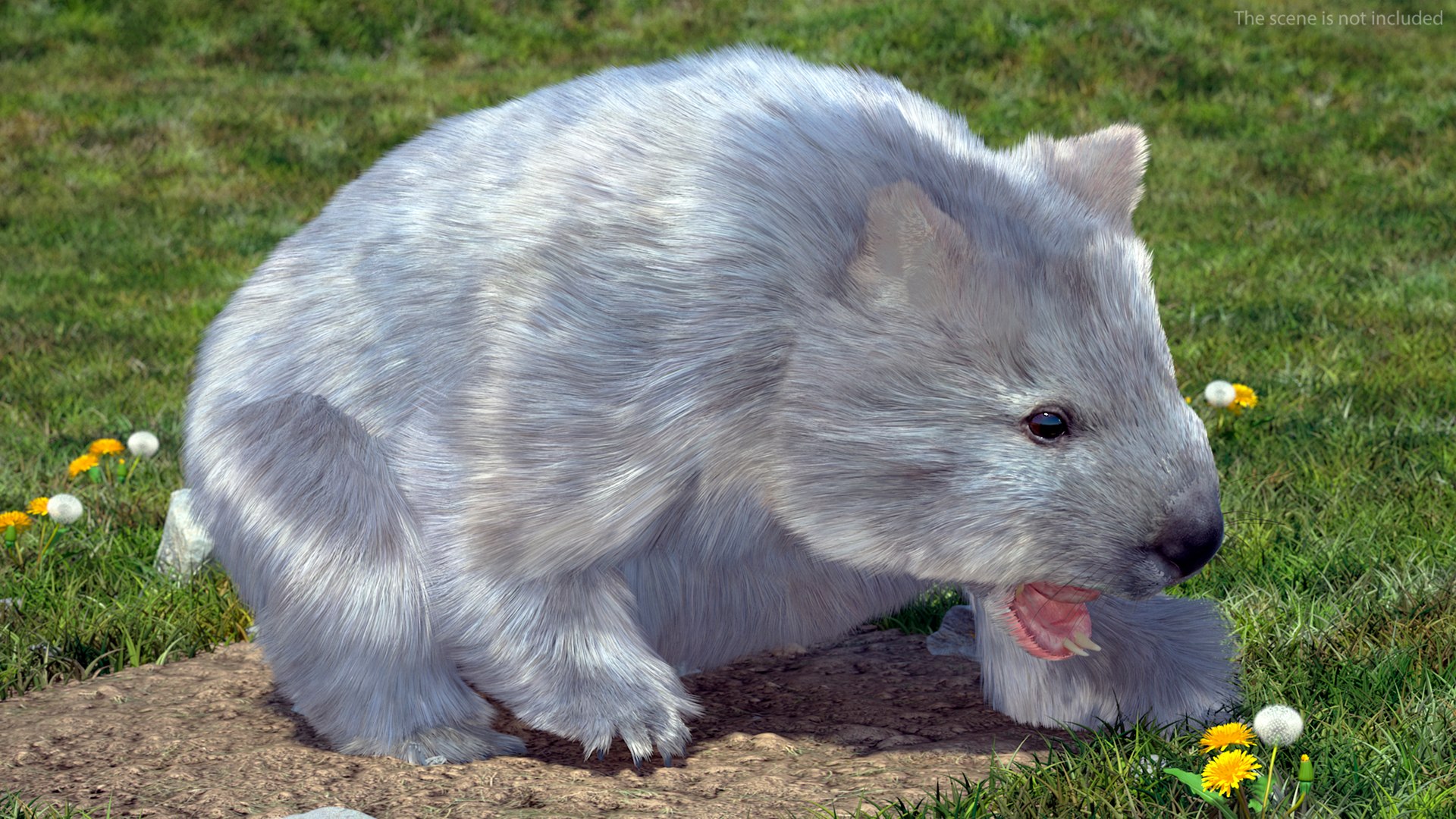 Wombat Grey Fur Rigged 3D Model - TurboSquid 2099521