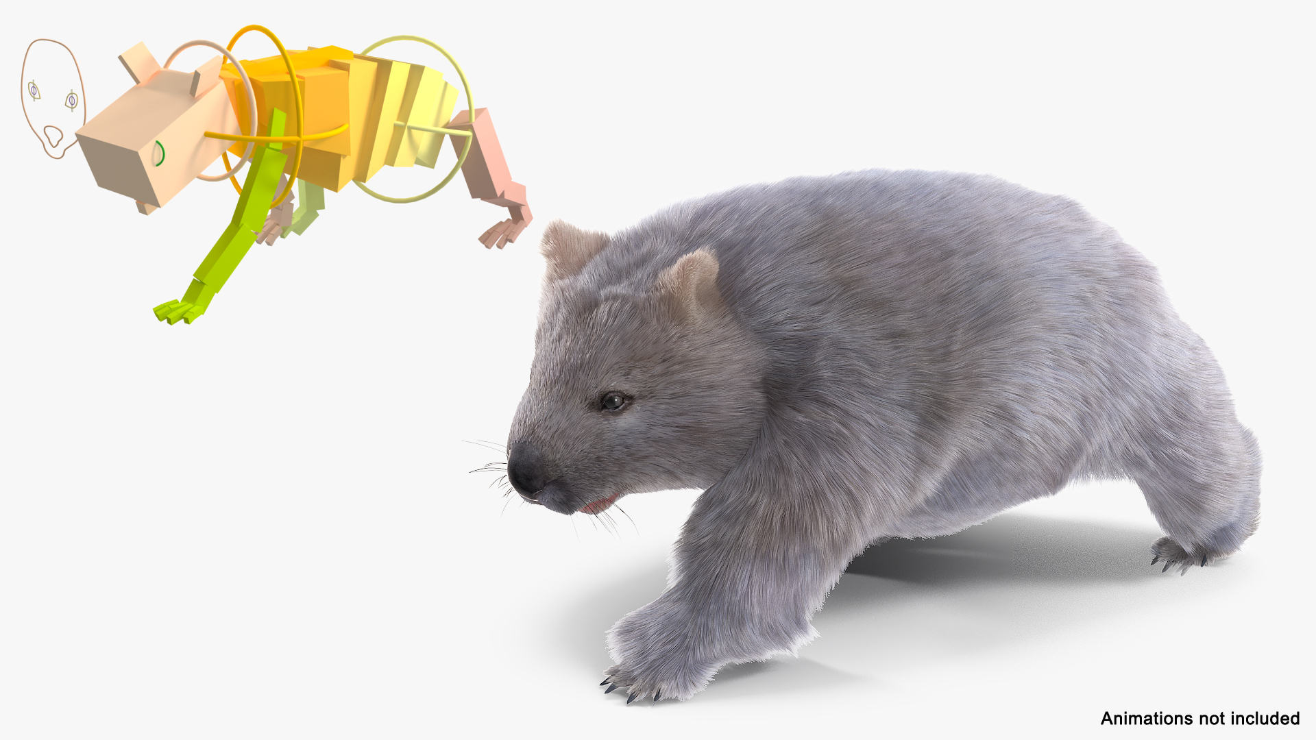 Wombat Grey Fur Rigged 3D Model - TurboSquid 2099521