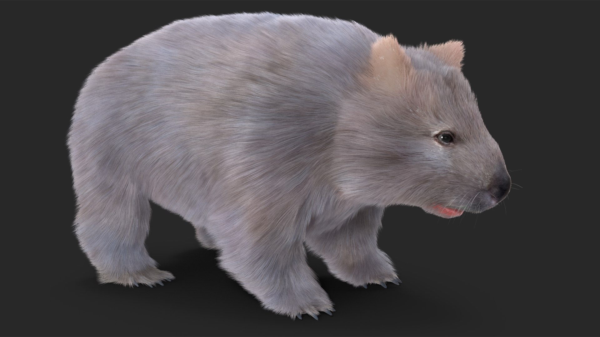 Wombat Grey Fur Rigged 3D Model - TurboSquid 2099521