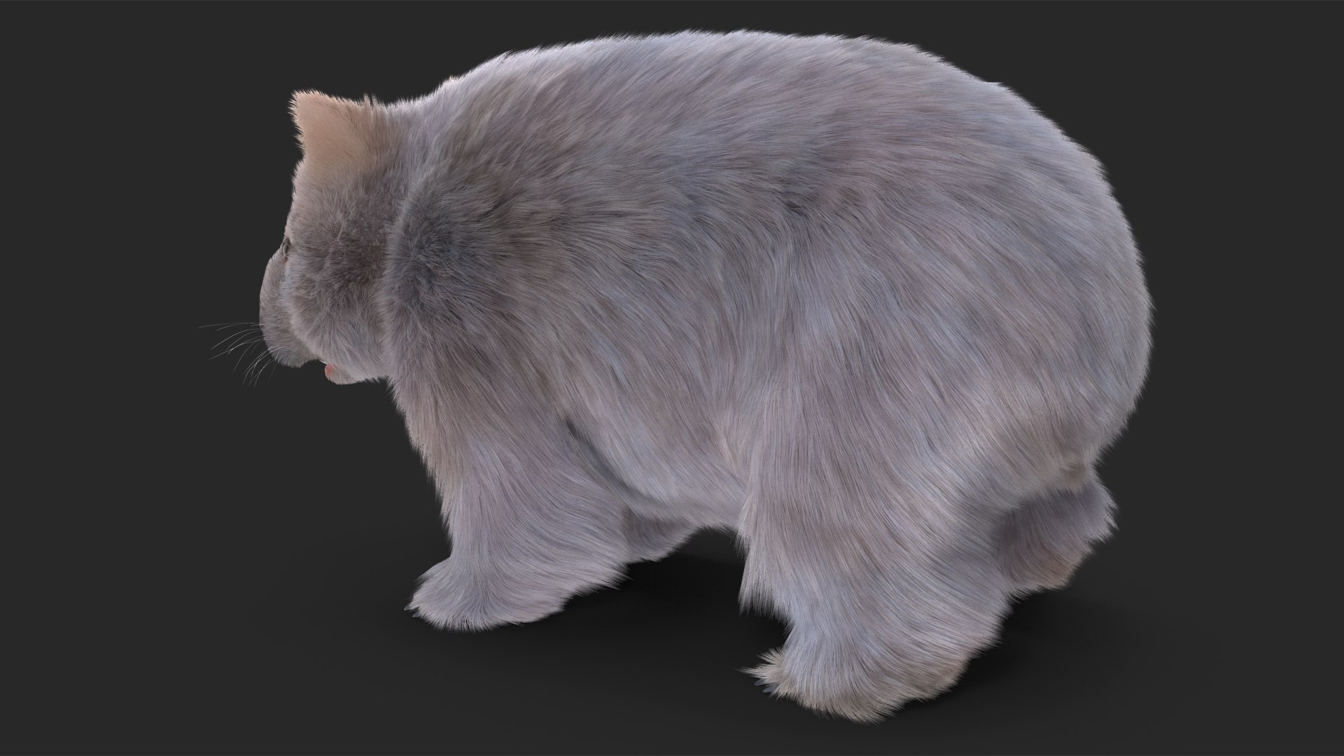 Wombat Grey Fur Rigged 3D Model - TurboSquid 2099521