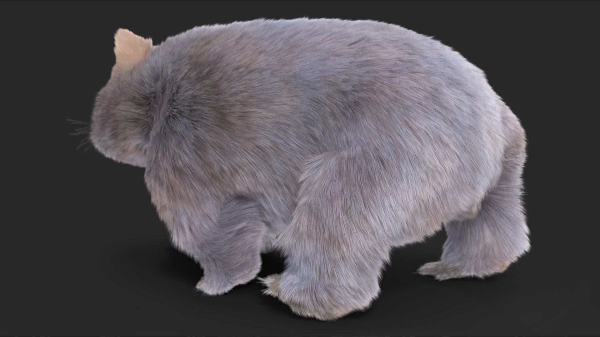 Wombat Grey Fur Rigged 3D Model - TurboSquid 2099521