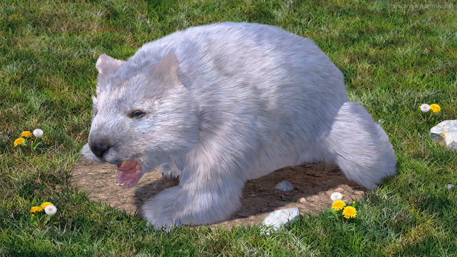 Wombat Grey Fur Rigged 3D Model - TurboSquid 2099521