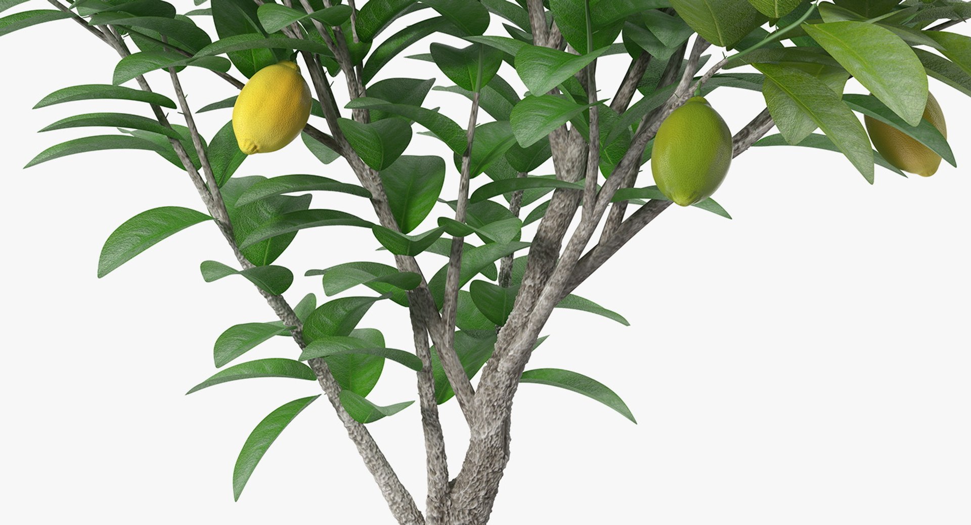 Potted Lemon Tree 3D Model - TurboSquid 1377238