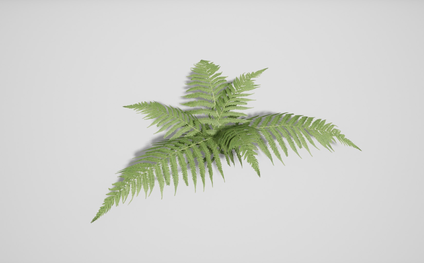 Resolution Fern 3D Model | 1143447 | TurboSquid