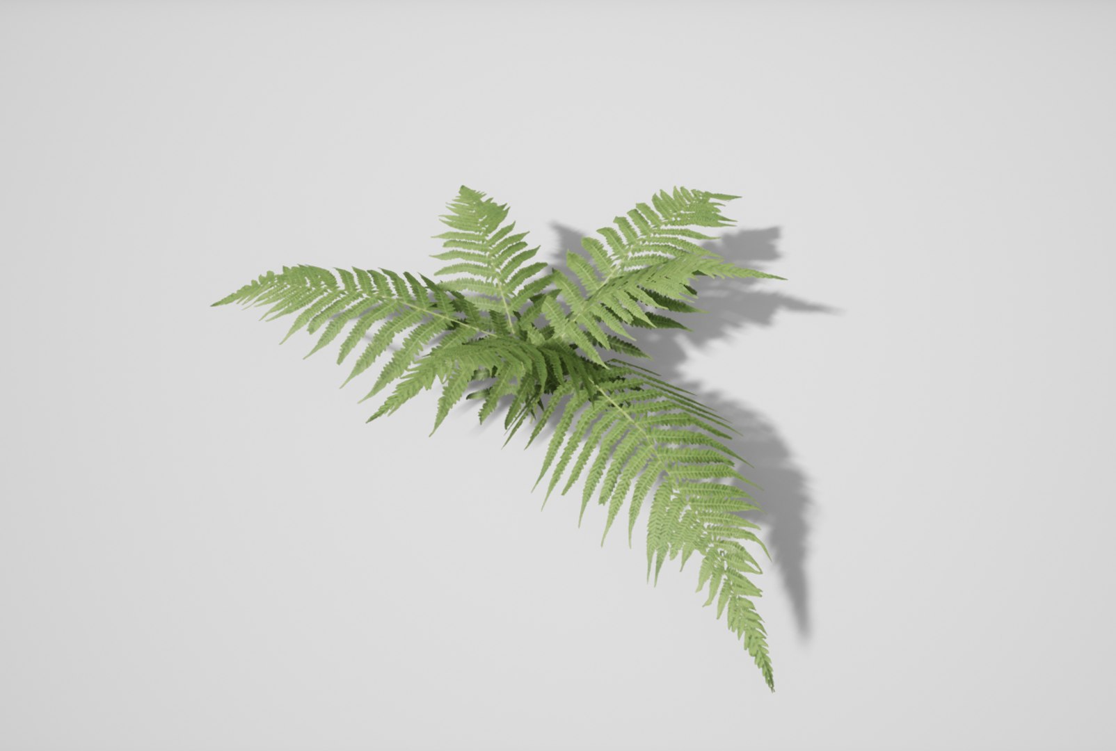 Resolution Fern 3D Model | 1143447 | TurboSquid