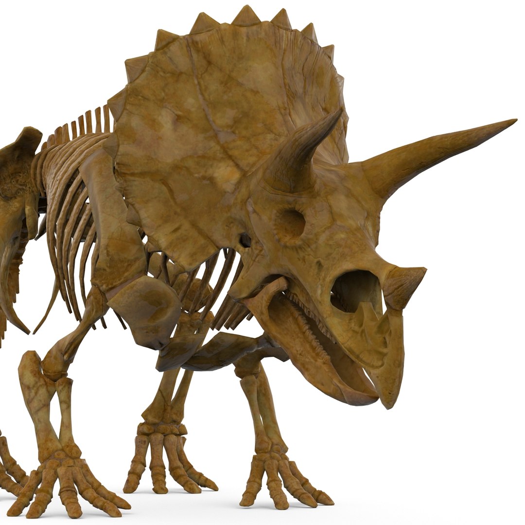fossil triceratops skeleton 3d model