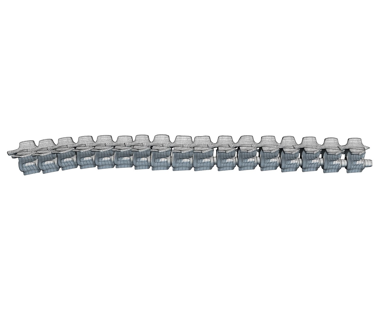 3D Model Animal Spinal Column - TurboSquid 1177985