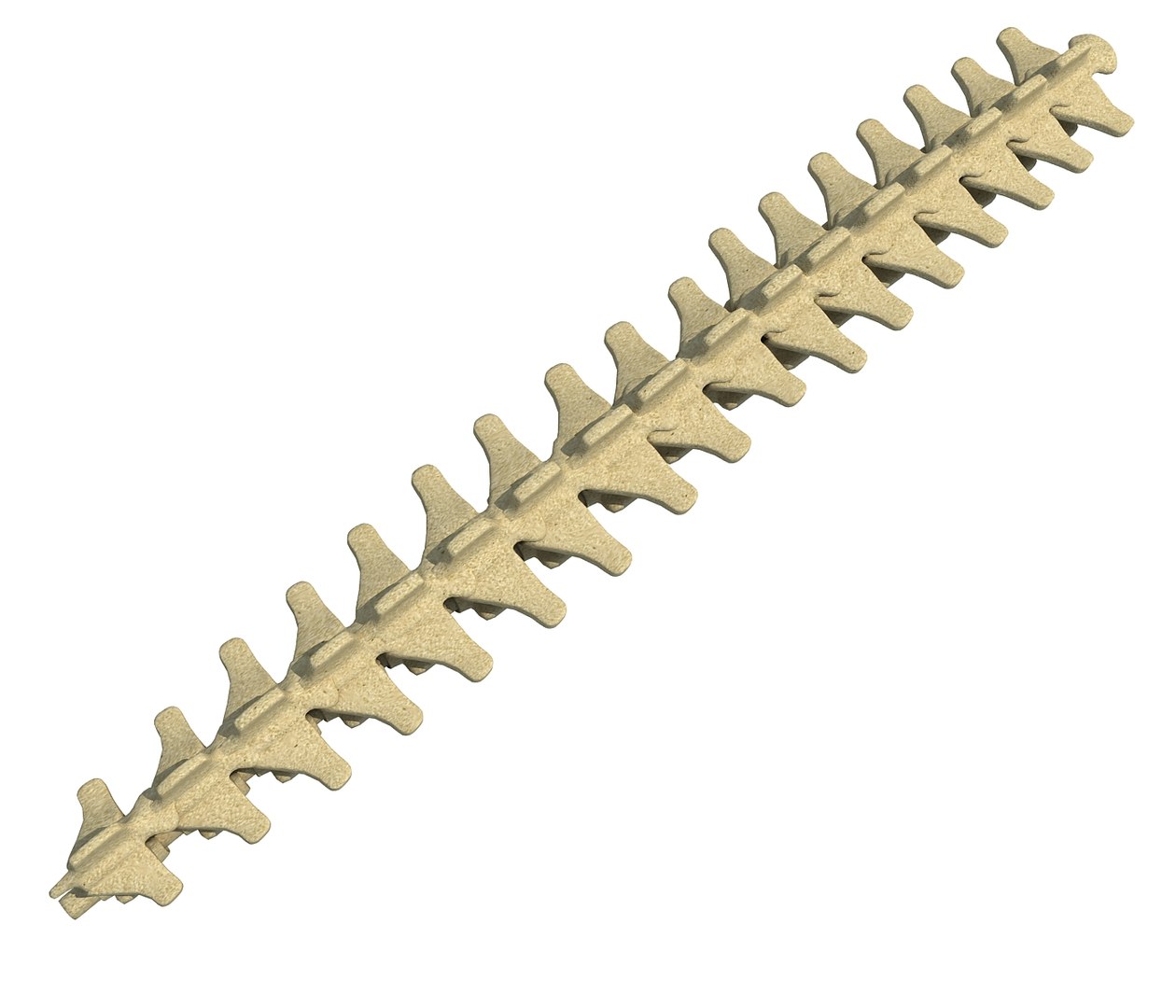 3D Model Animal Spinal Column - TurboSquid 1177985
