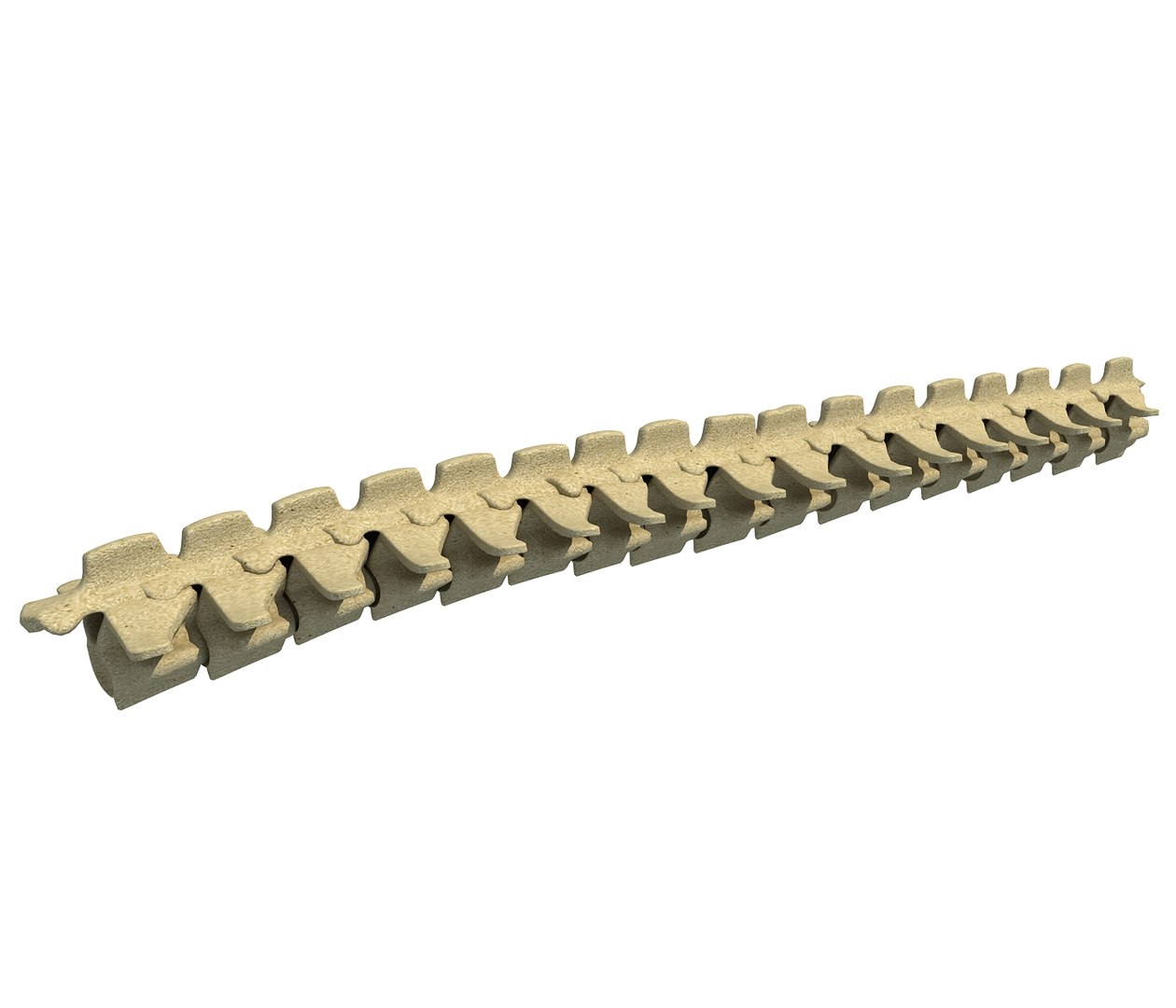 3D Model Animal Spinal Column - TurboSquid 1177985