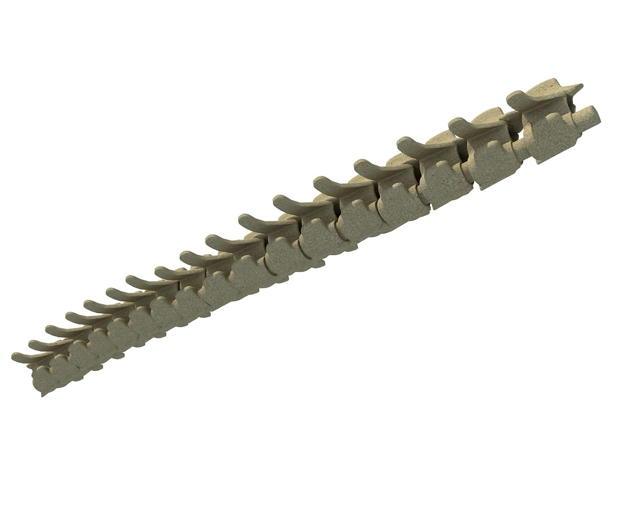 3D Model Animal Spinal Column - TurboSquid 1177985