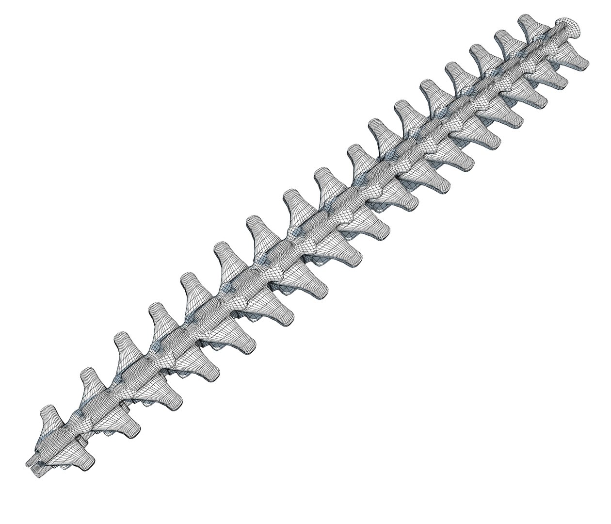 3D Model Animal Spinal Column - TurboSquid 1177985