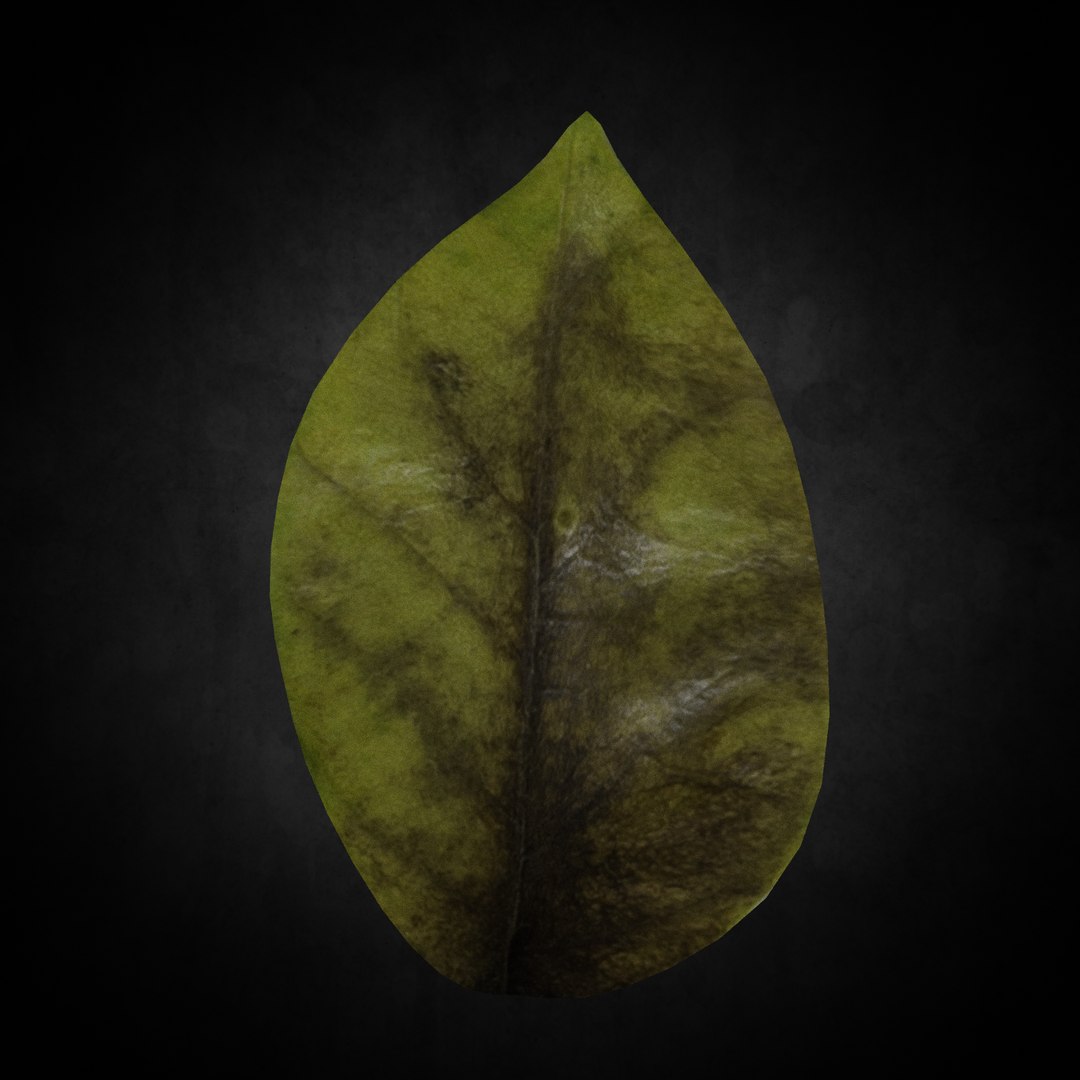 Leaf 3D Model - TurboSquid 1616316