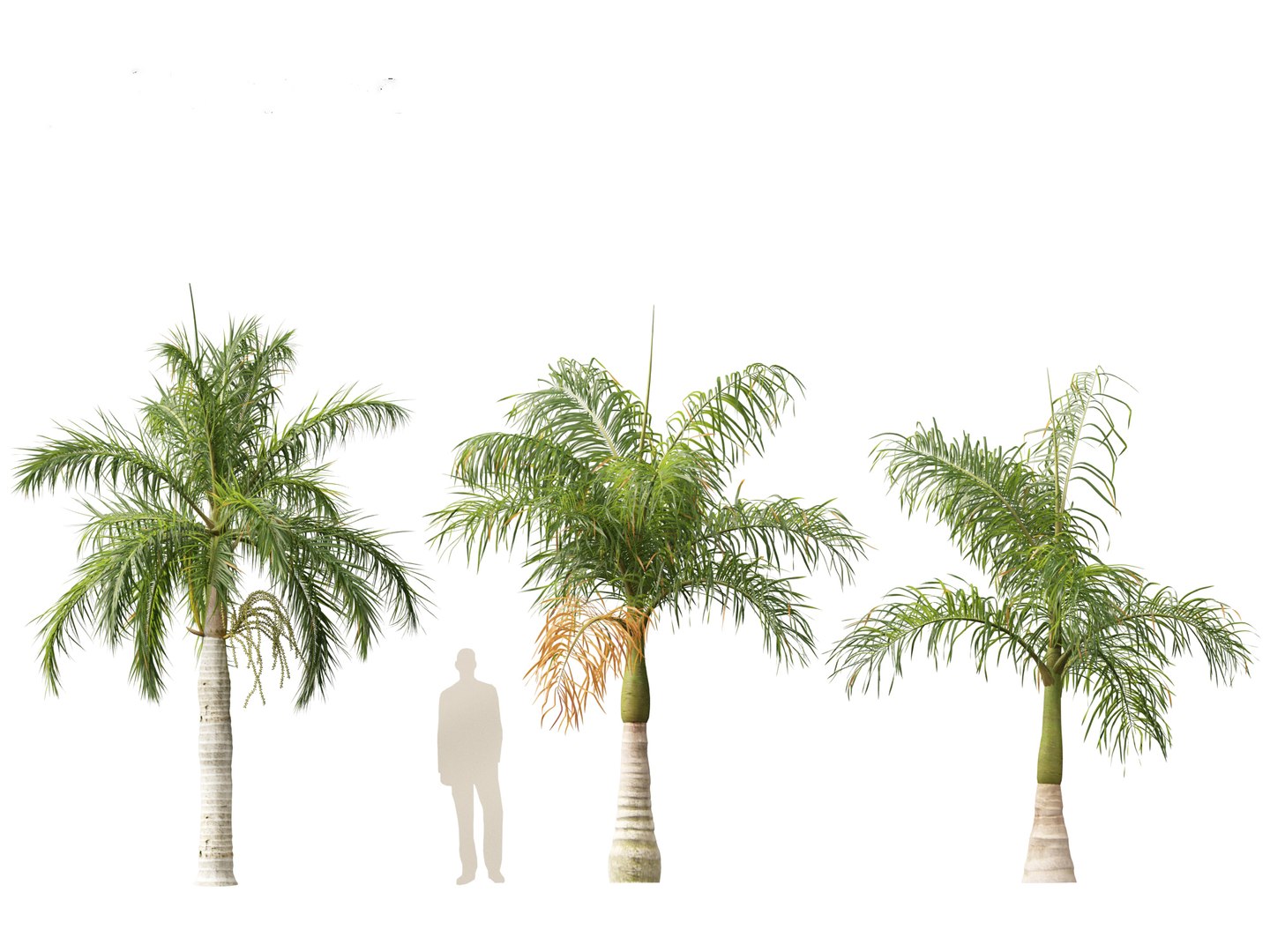 Roystonea Regia - Florida Royal Palm 3D Model - TurboSquid 2134529