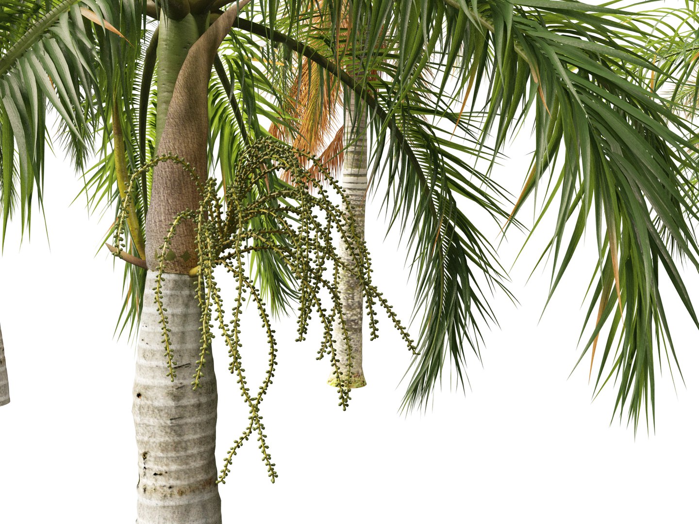 Roystonea Regia - Florida Royal Palm 3D Model - TurboSquid 2134529