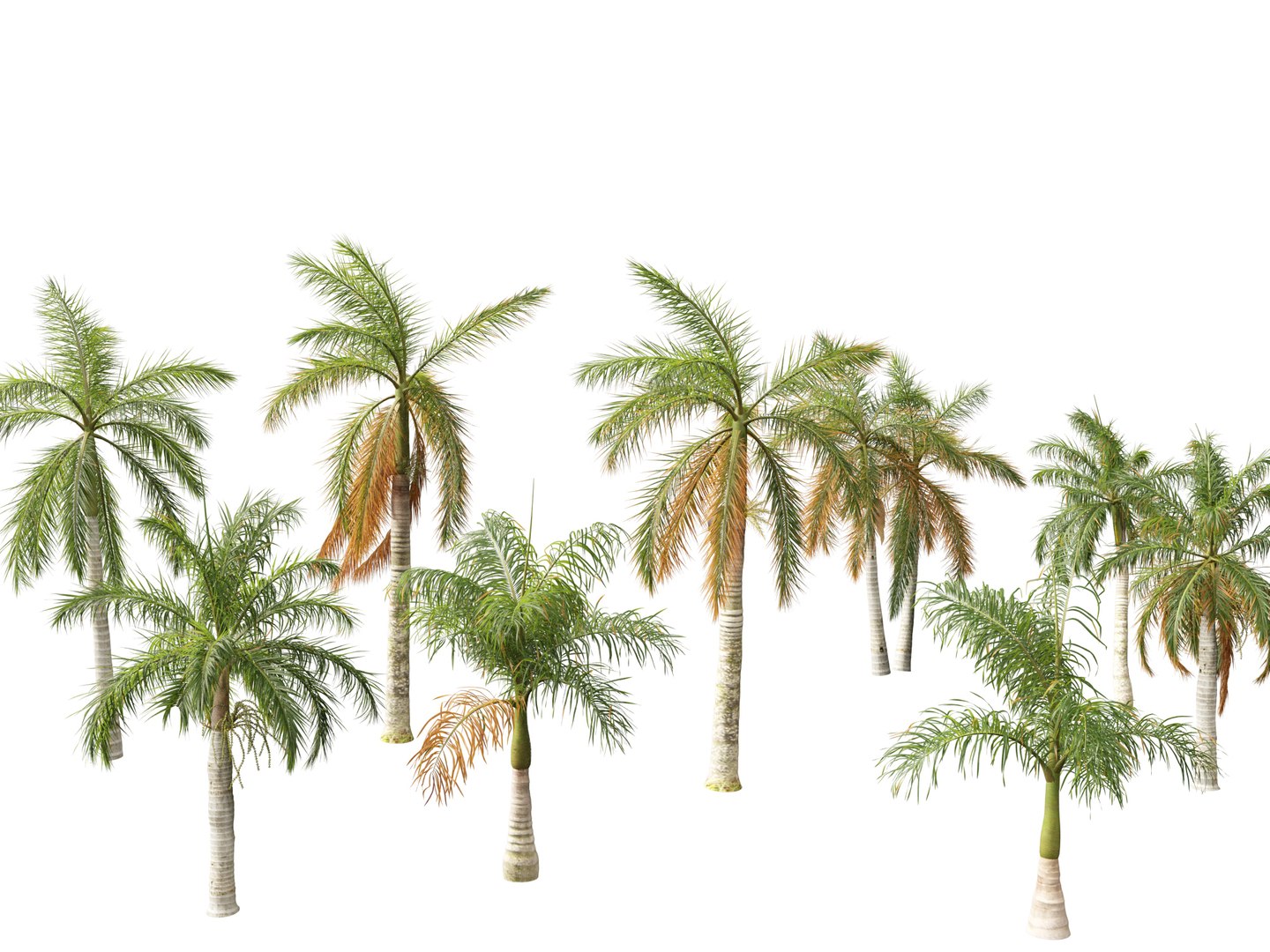Roystonea Regia - Florida Royal Palm 3D Model - TurboSquid 2134529