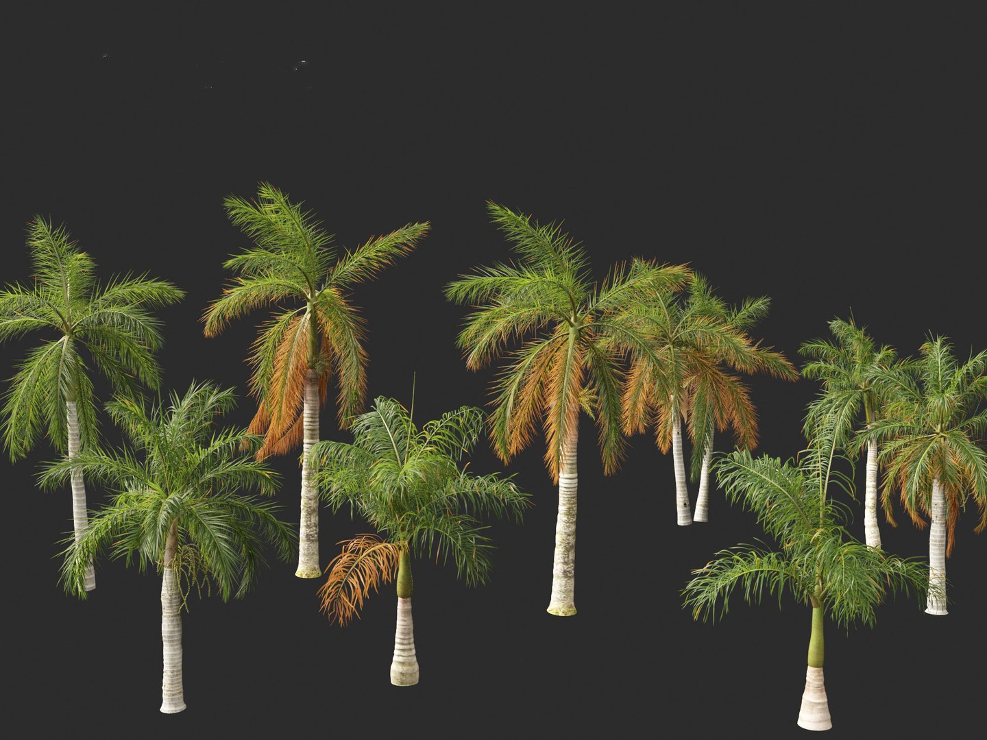 Roystonea Regia - Florida Royal Palm 3D Model - TurboSquid 2134529