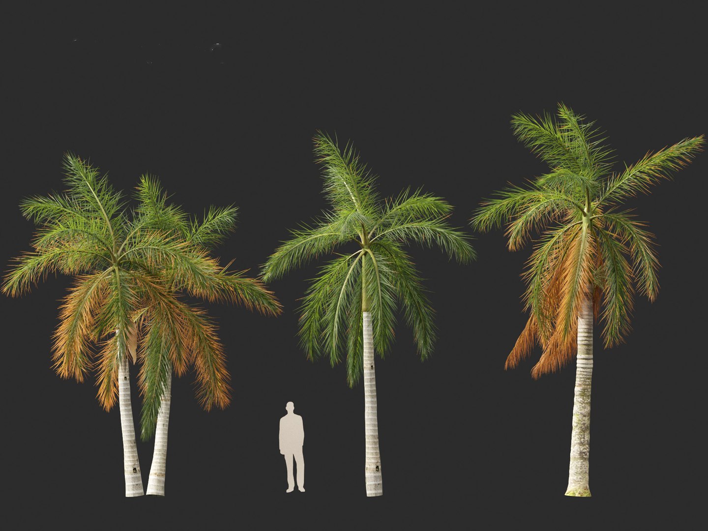Roystonea Regia - Florida Royal Palm 3D Model - TurboSquid 2134529