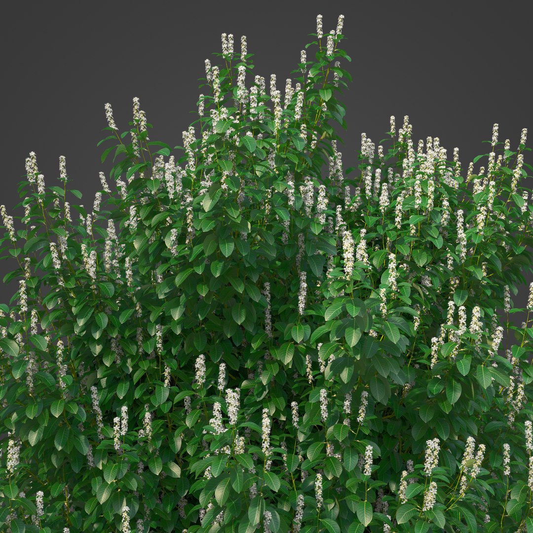 3D 2021 PBR Cherry Laurel Collection - Prunus Laurocerasus - TurboSquid ...