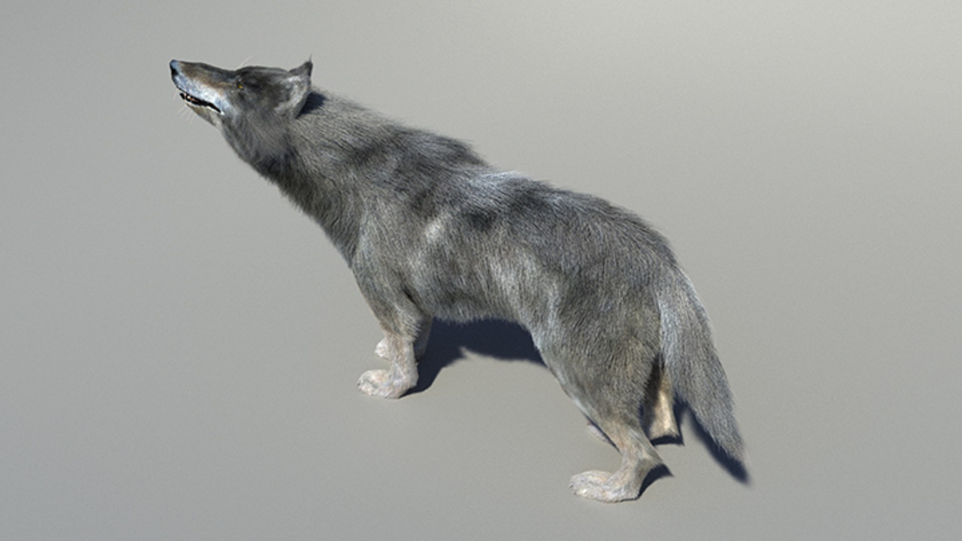 3D model timber wolf hair fur - TurboSquid 1239802