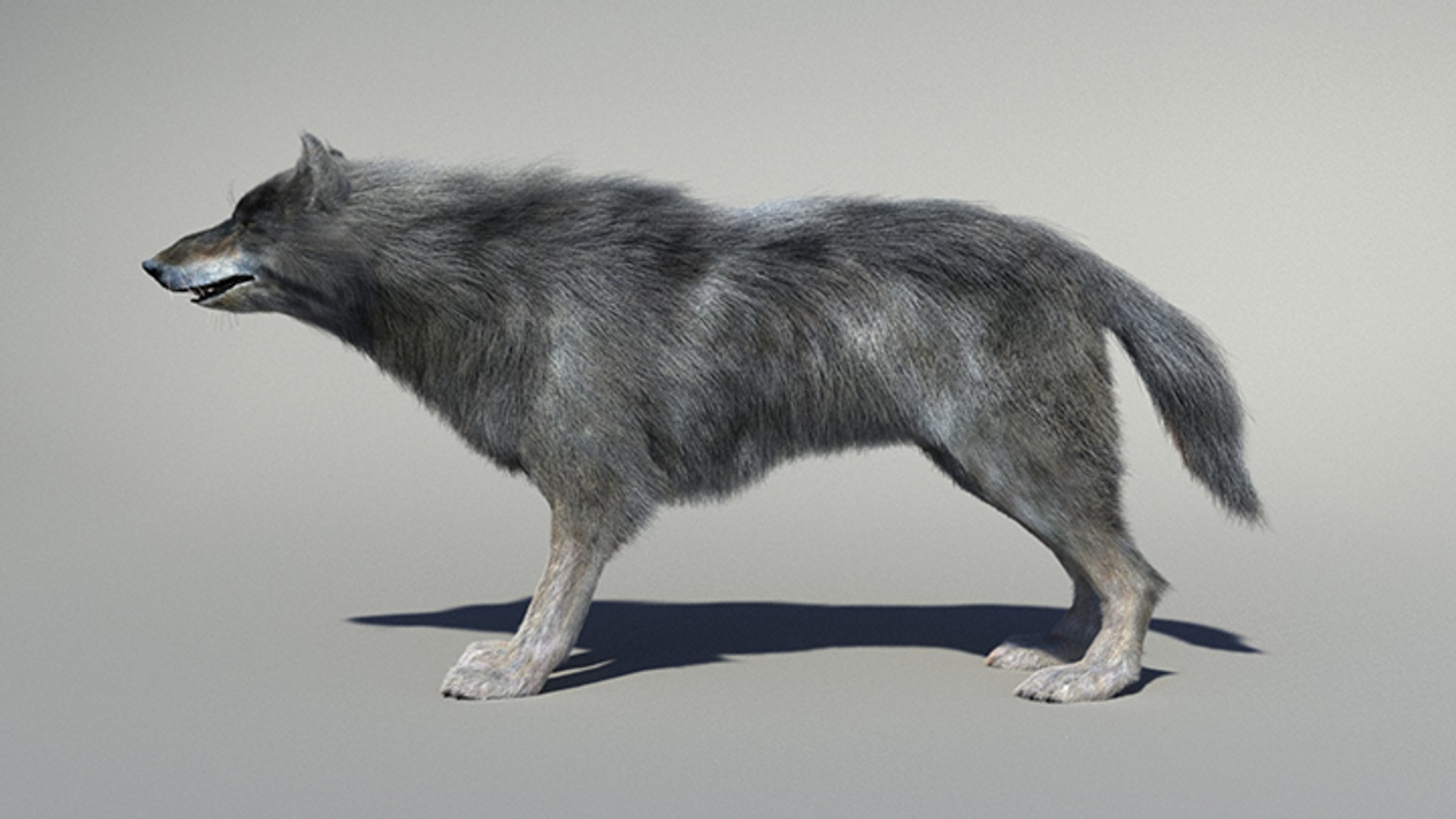 3D model timber wolf hair fur - TurboSquid 1239802