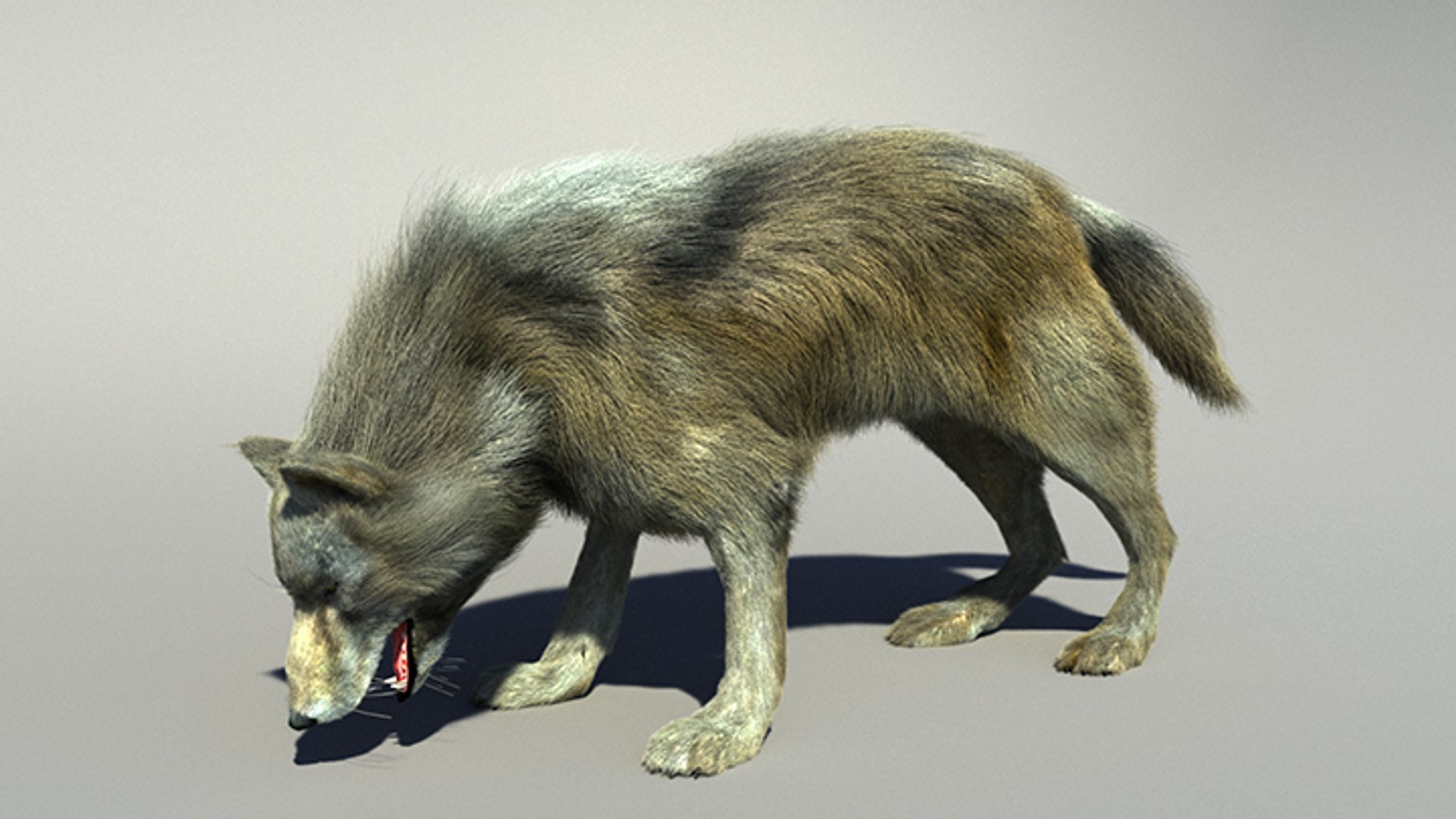 3D model timber wolf hair fur - TurboSquid 1239802