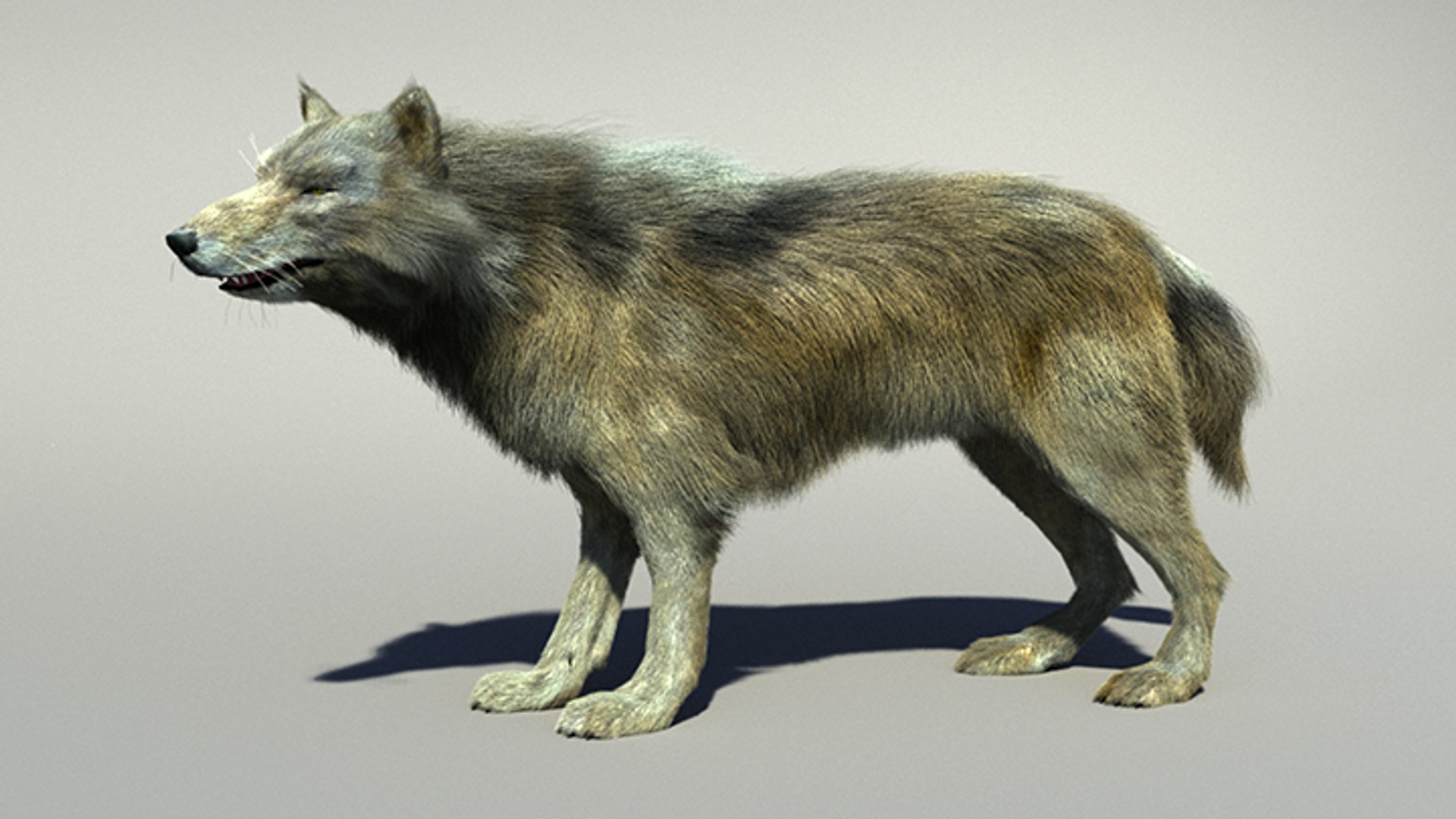 3D model timber wolf hair fur - TurboSquid 1239802