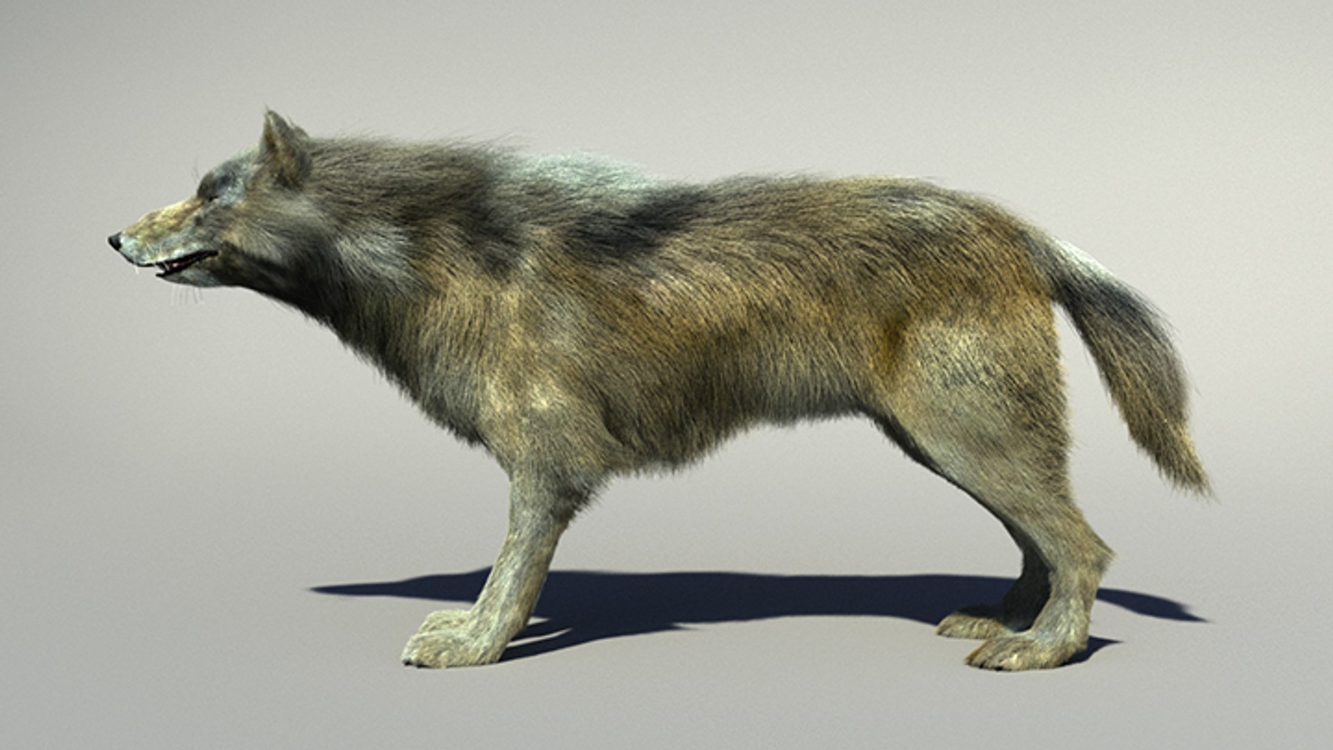 3D model timber wolf hair fur - TurboSquid 1239802