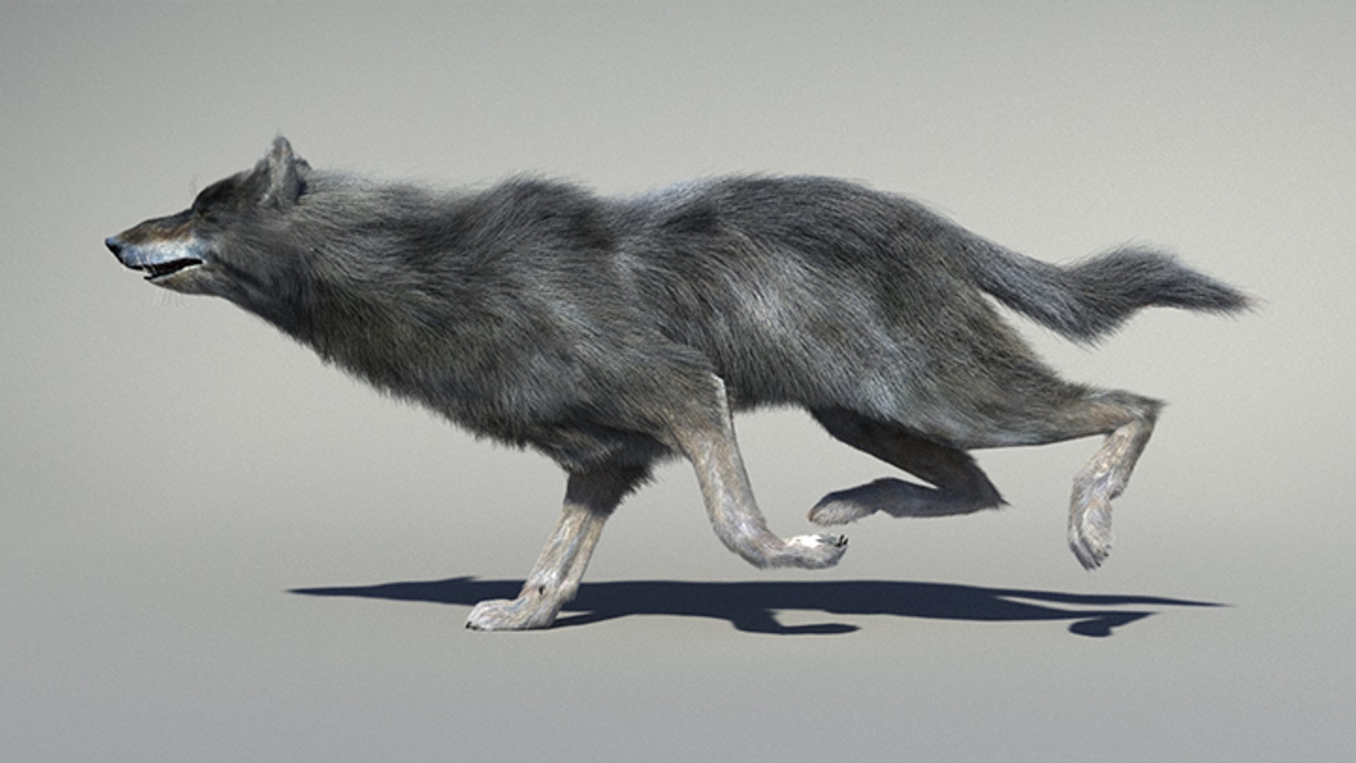 3D model timber wolf hair fur - TurboSquid 1239802