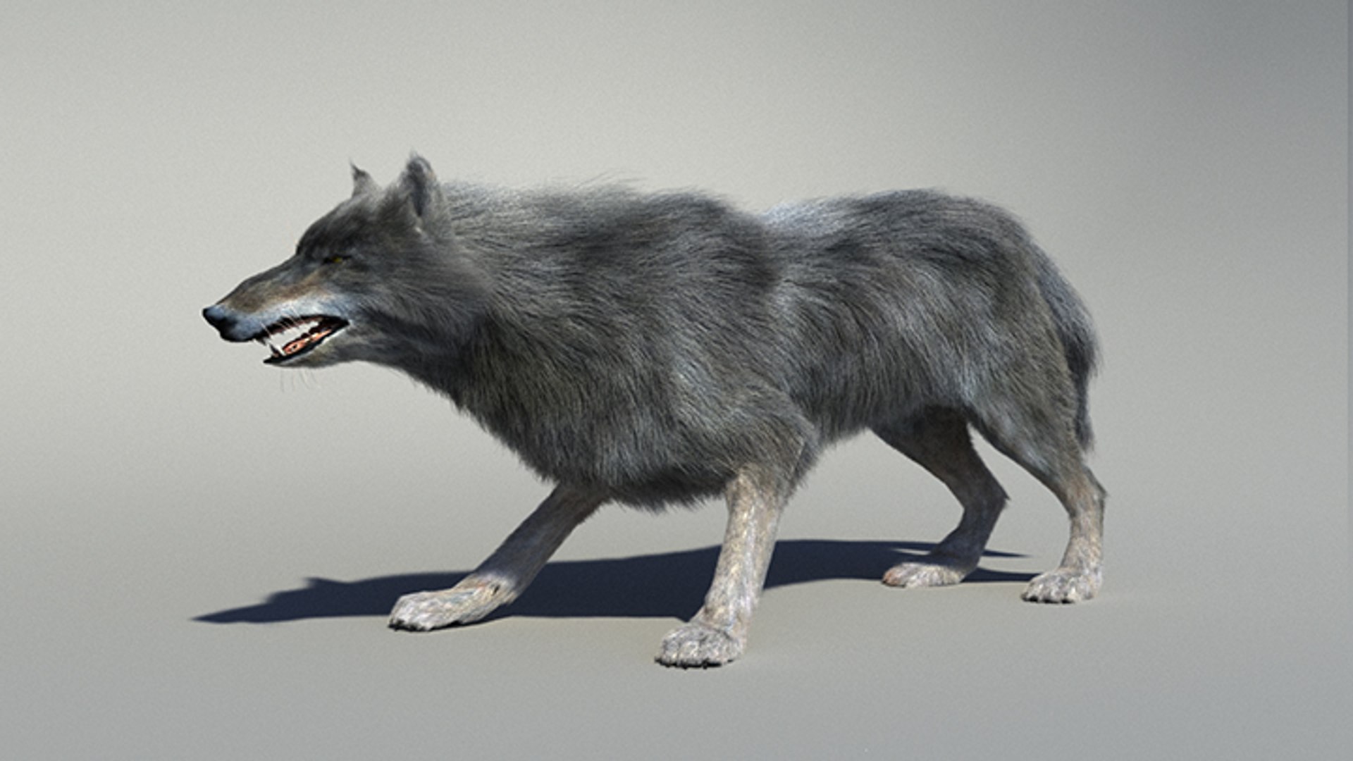 3D model timber wolf hair fur - TurboSquid 1239802