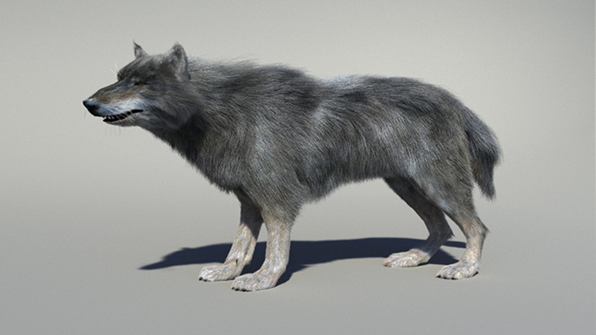 3D model timber wolf hair fur - TurboSquid 1239802