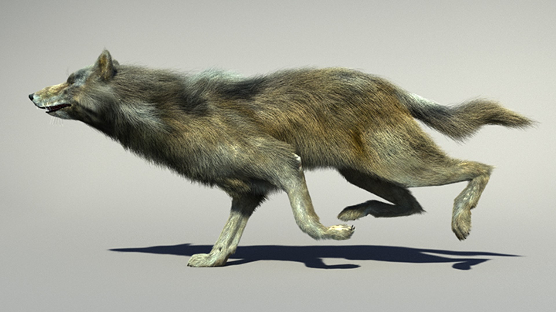 3D model timber wolf hair fur - TurboSquid 1239802