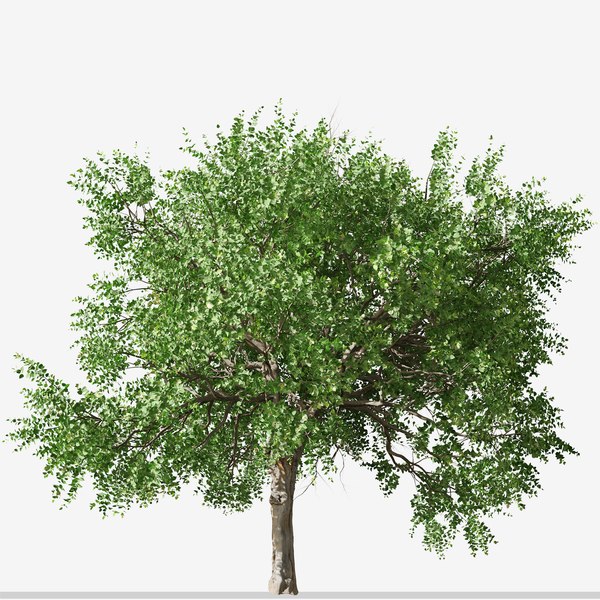 3d apricot tree 2