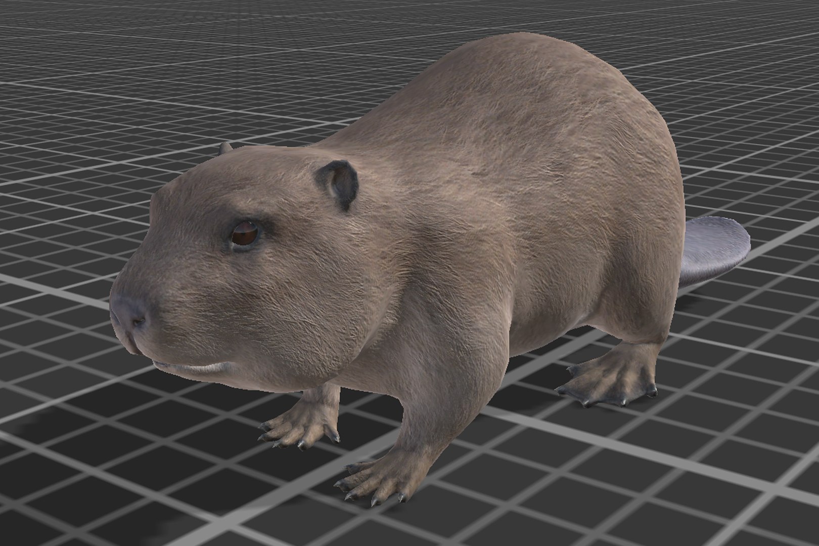 Beaver 3D Model - TurboSquid 2169793
