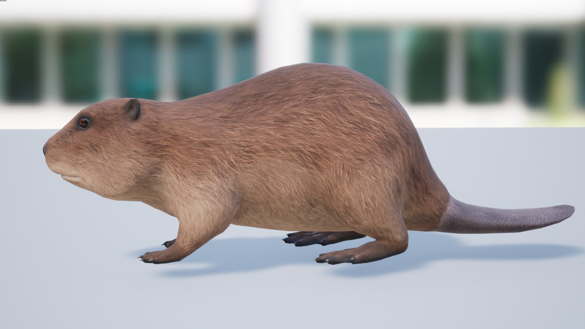 Beaver 3D Model - TurboSquid 2169793