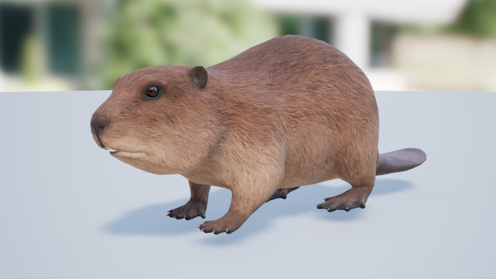 Beaver 3D Model - TurboSquid 2169793