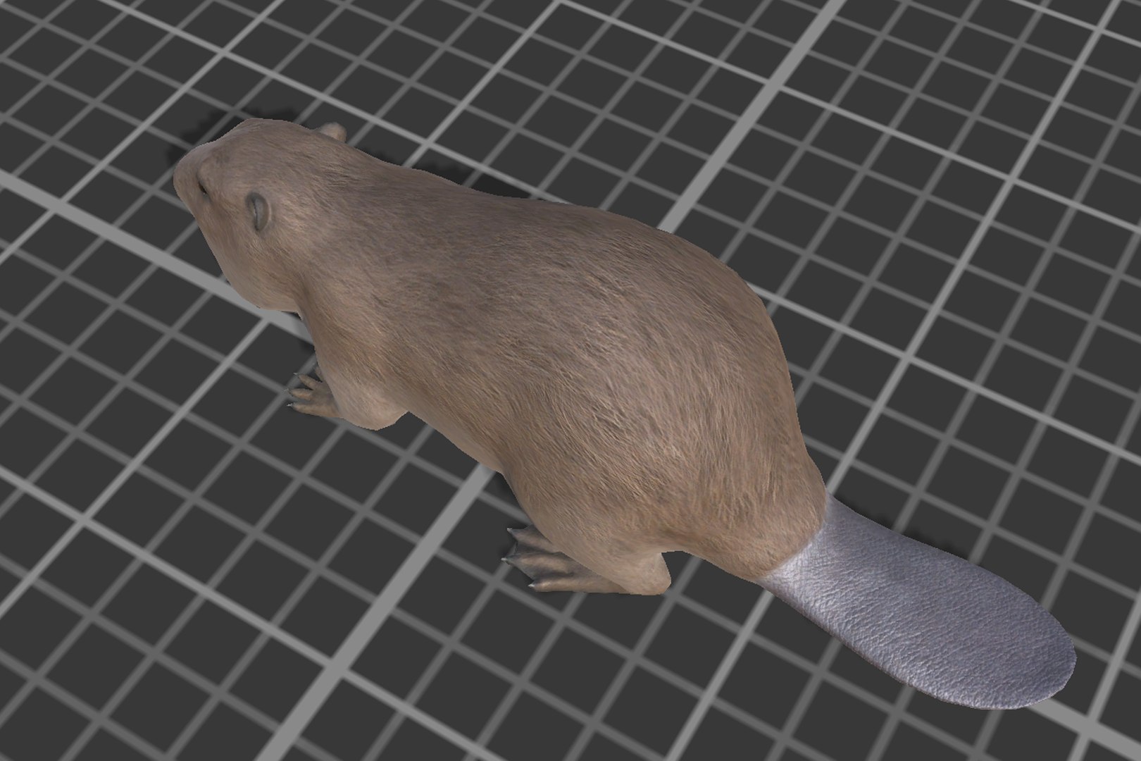 Beaver 3D Model - TurboSquid 2169793