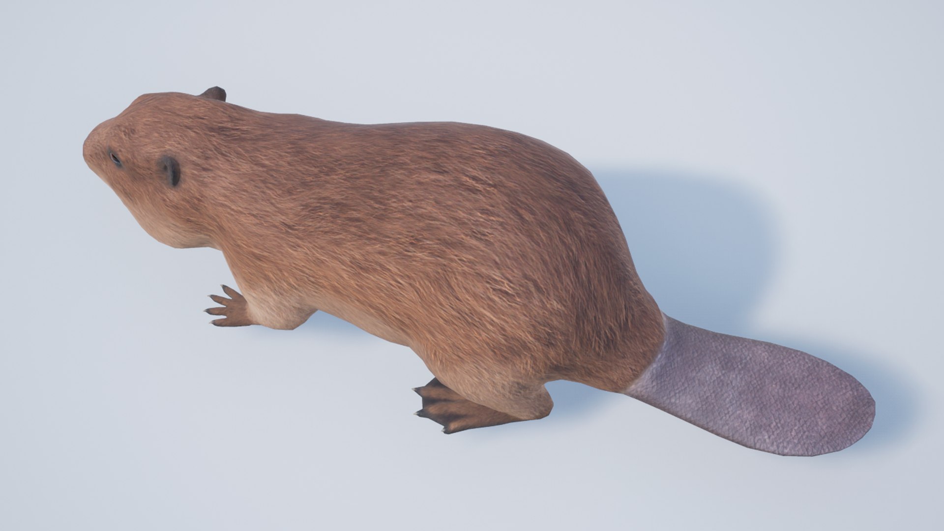 Beaver 3D Model - TurboSquid 2169793