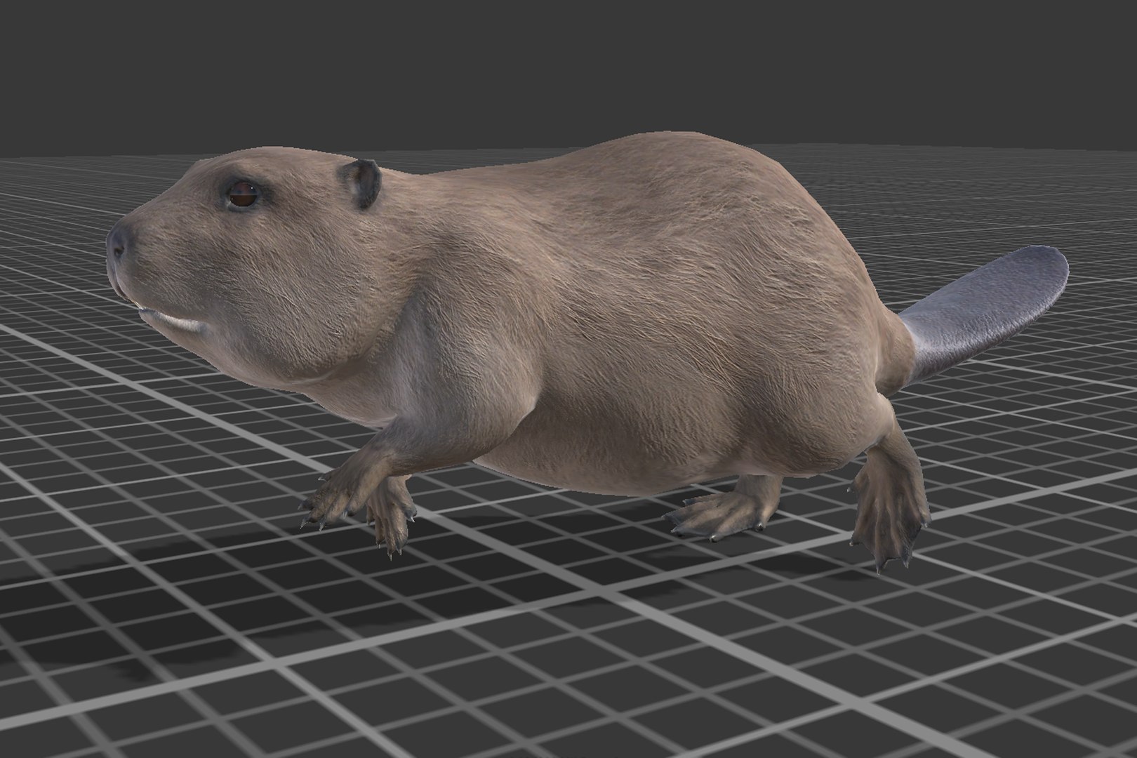 Beaver 3D Model - TurboSquid 2169793