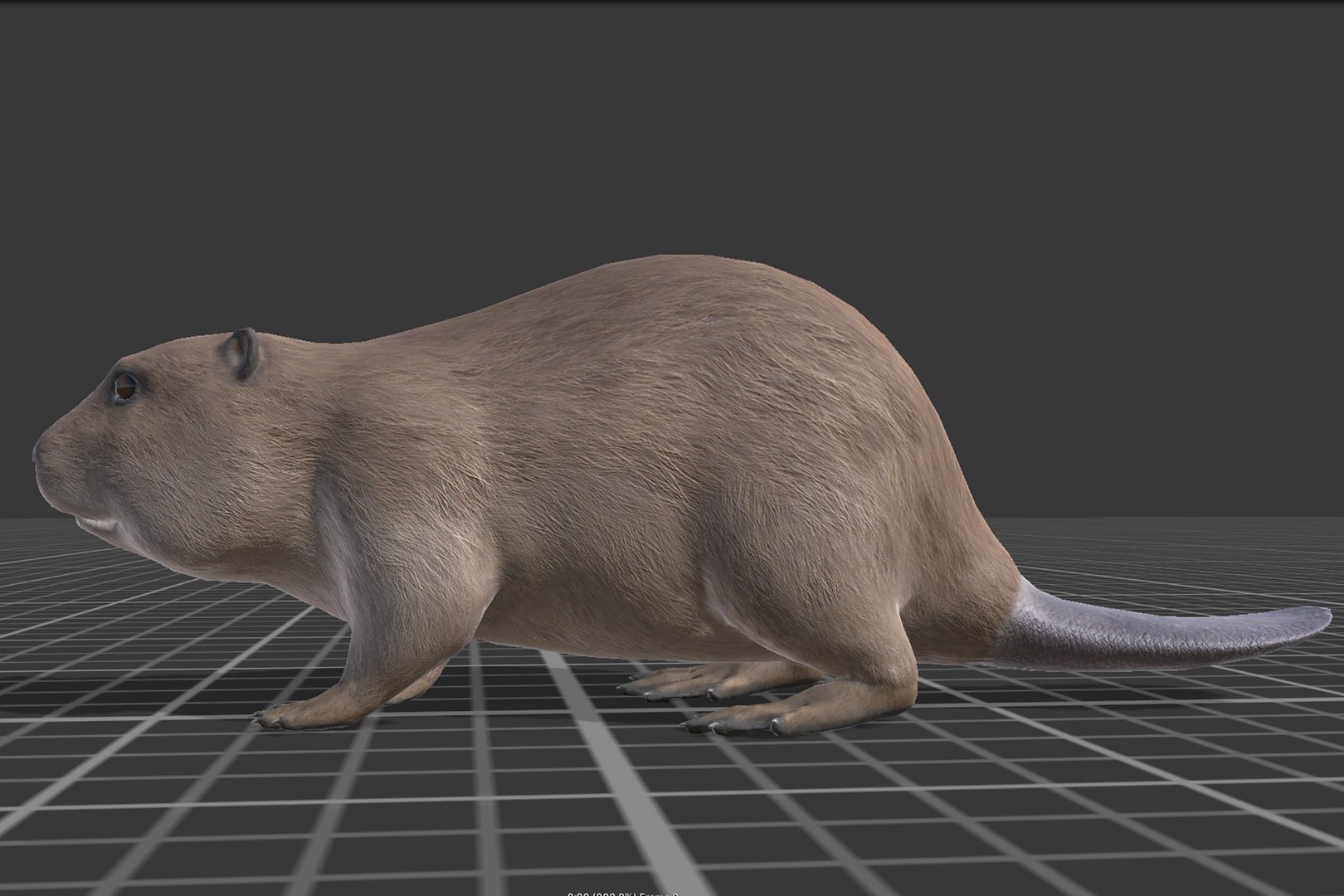 Beaver 3D Model - TurboSquid 2169793