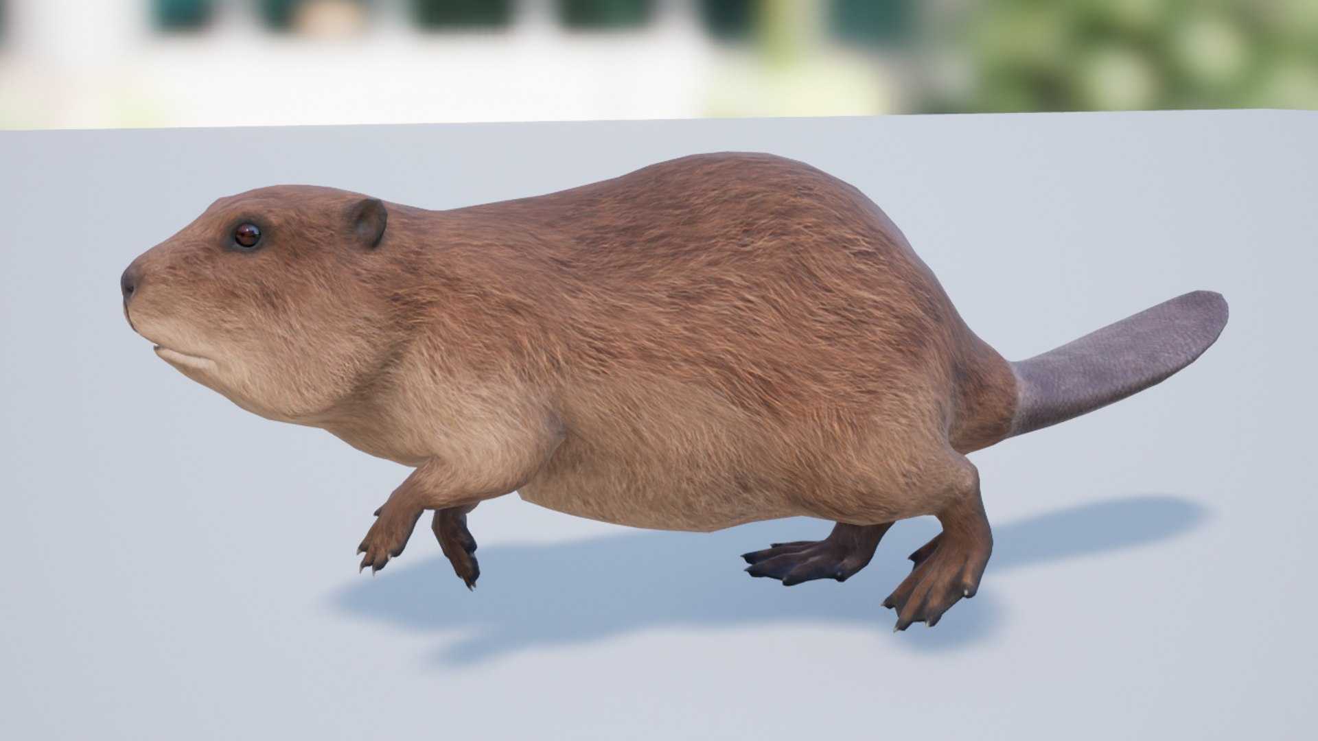Beaver 3D Model - TurboSquid 2169793