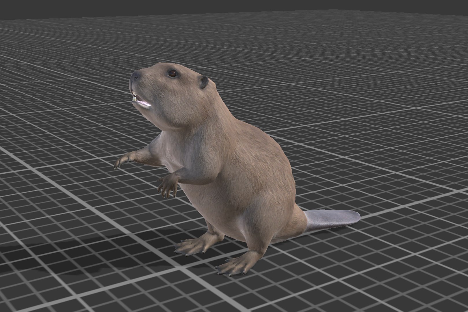 Beaver 3D Model - TurboSquid 2169793