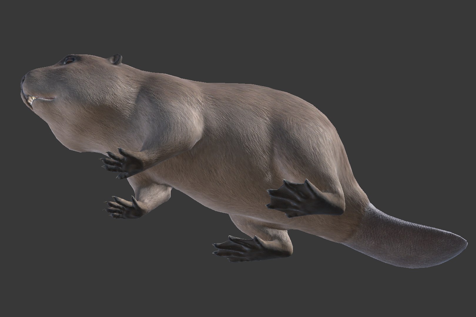 Beaver 3D Model - TurboSquid 2169793