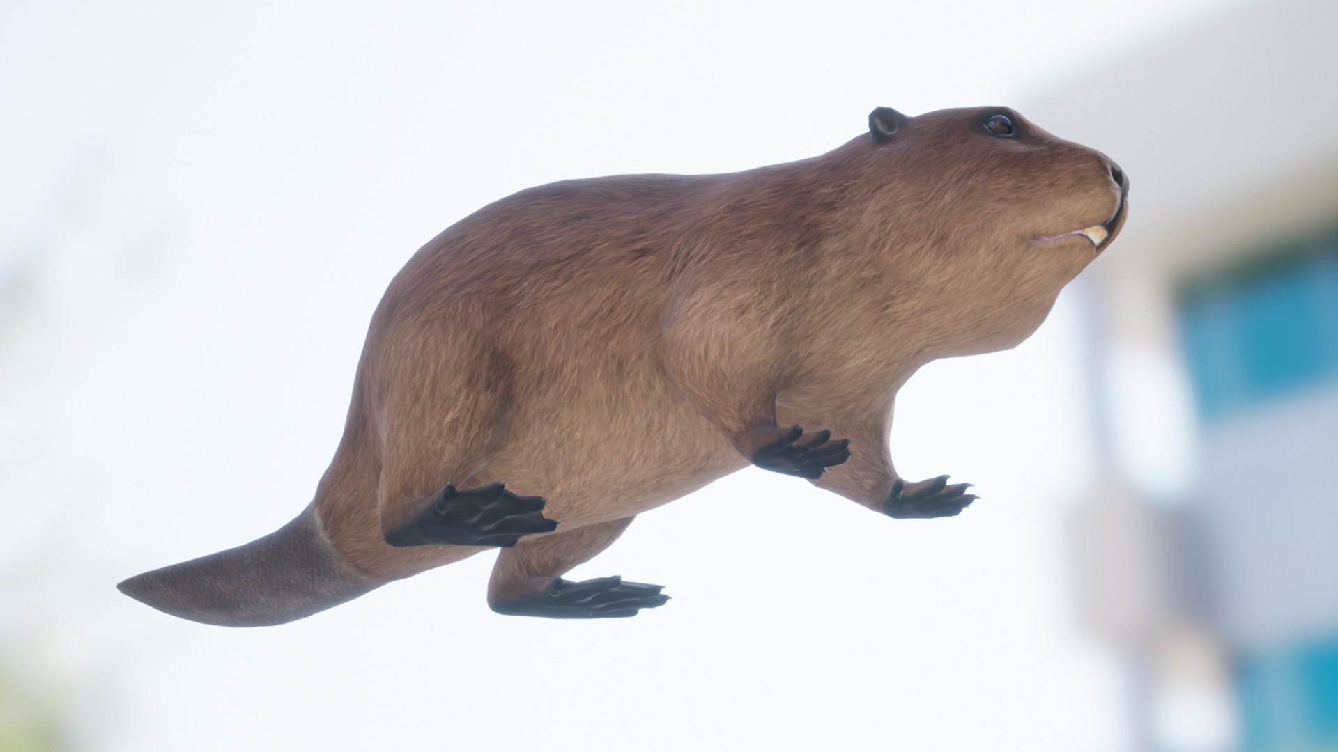 Beaver 3D Model - TurboSquid 2169793