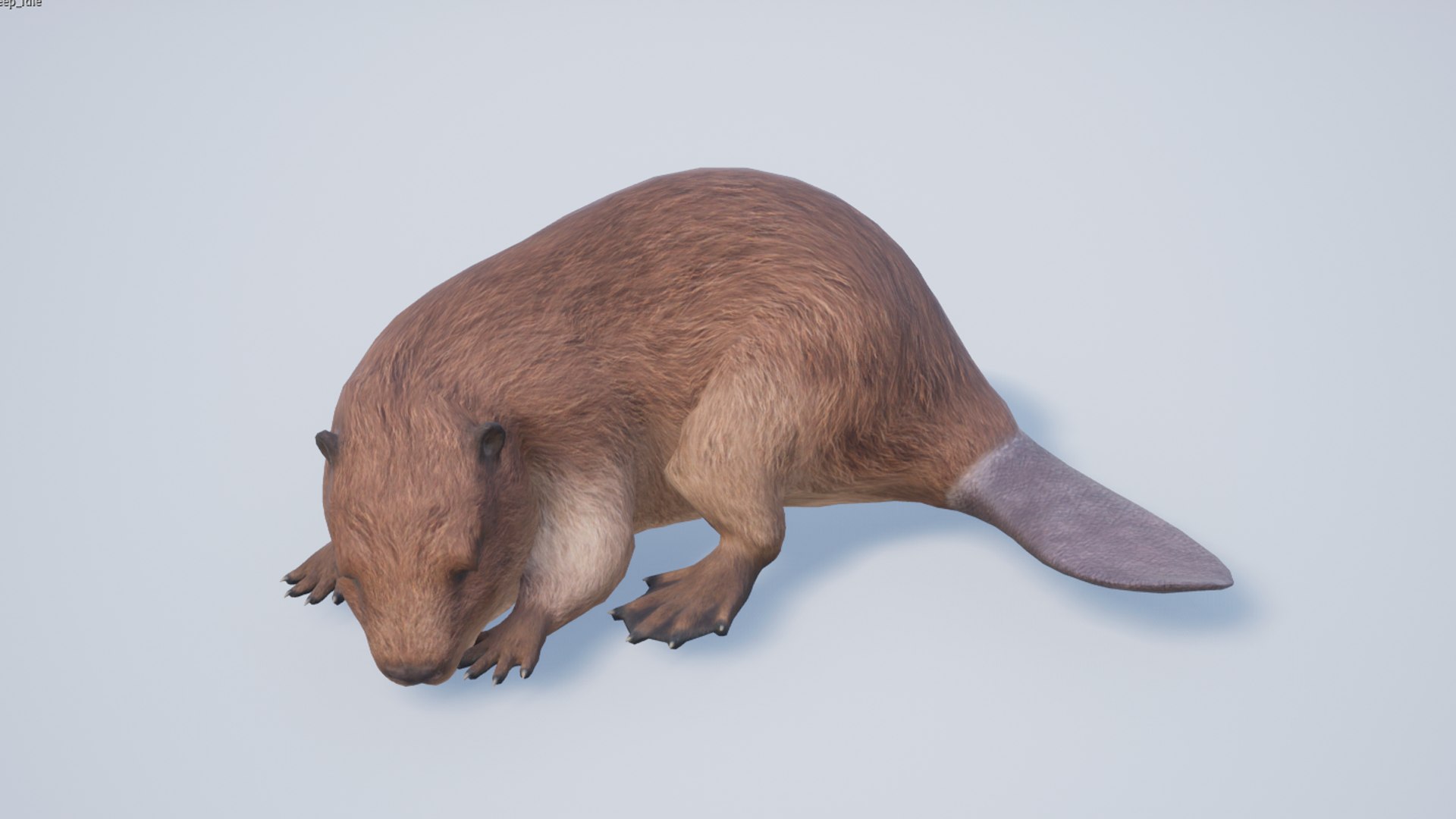 Beaver 3D Model - TurboSquid 2169793