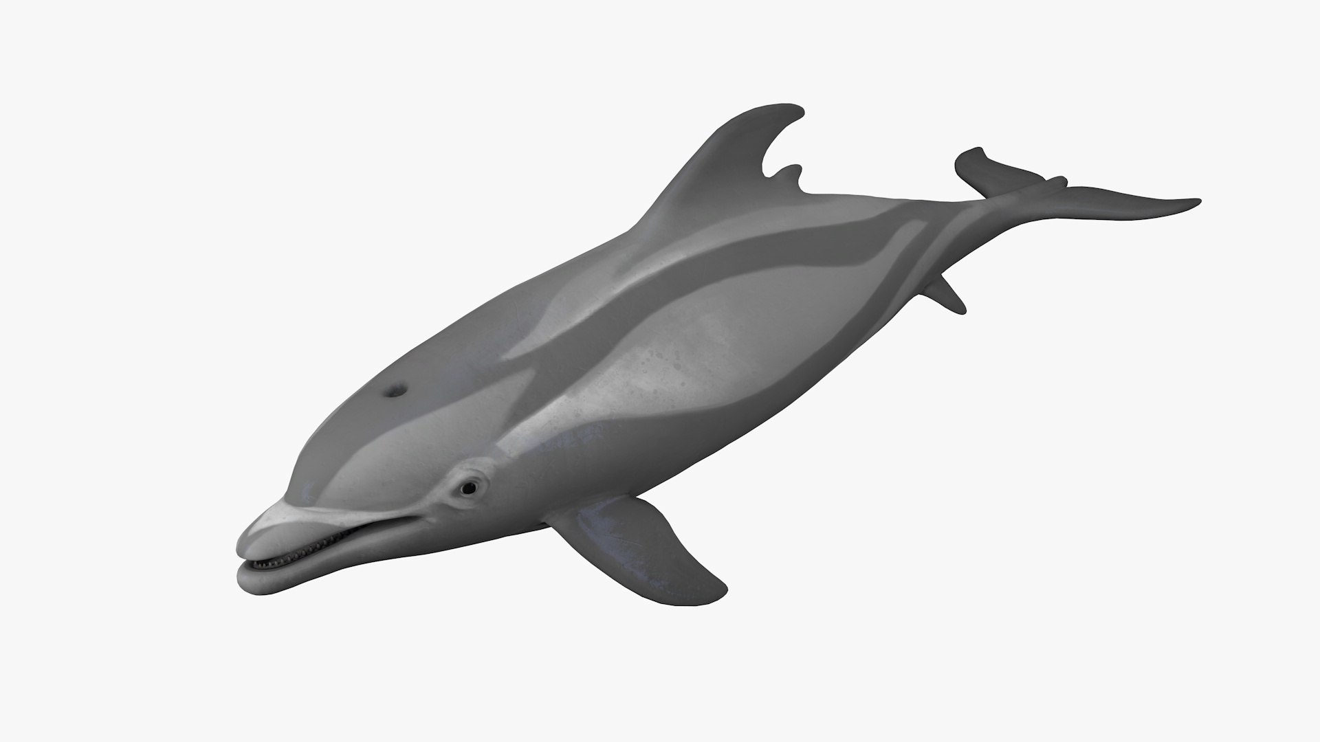 3D Dolphin Model - TurboSquid 2369847