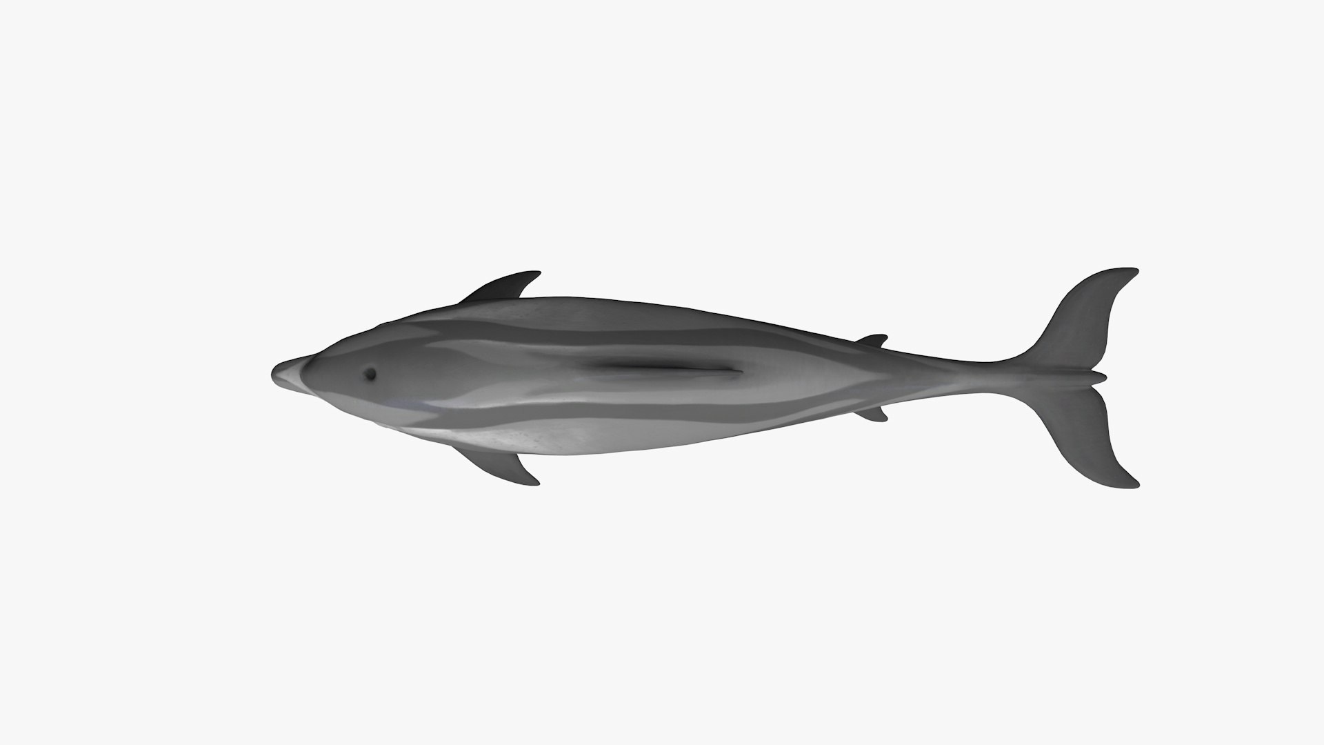 3D Dolphin Model - TurboSquid 2369847