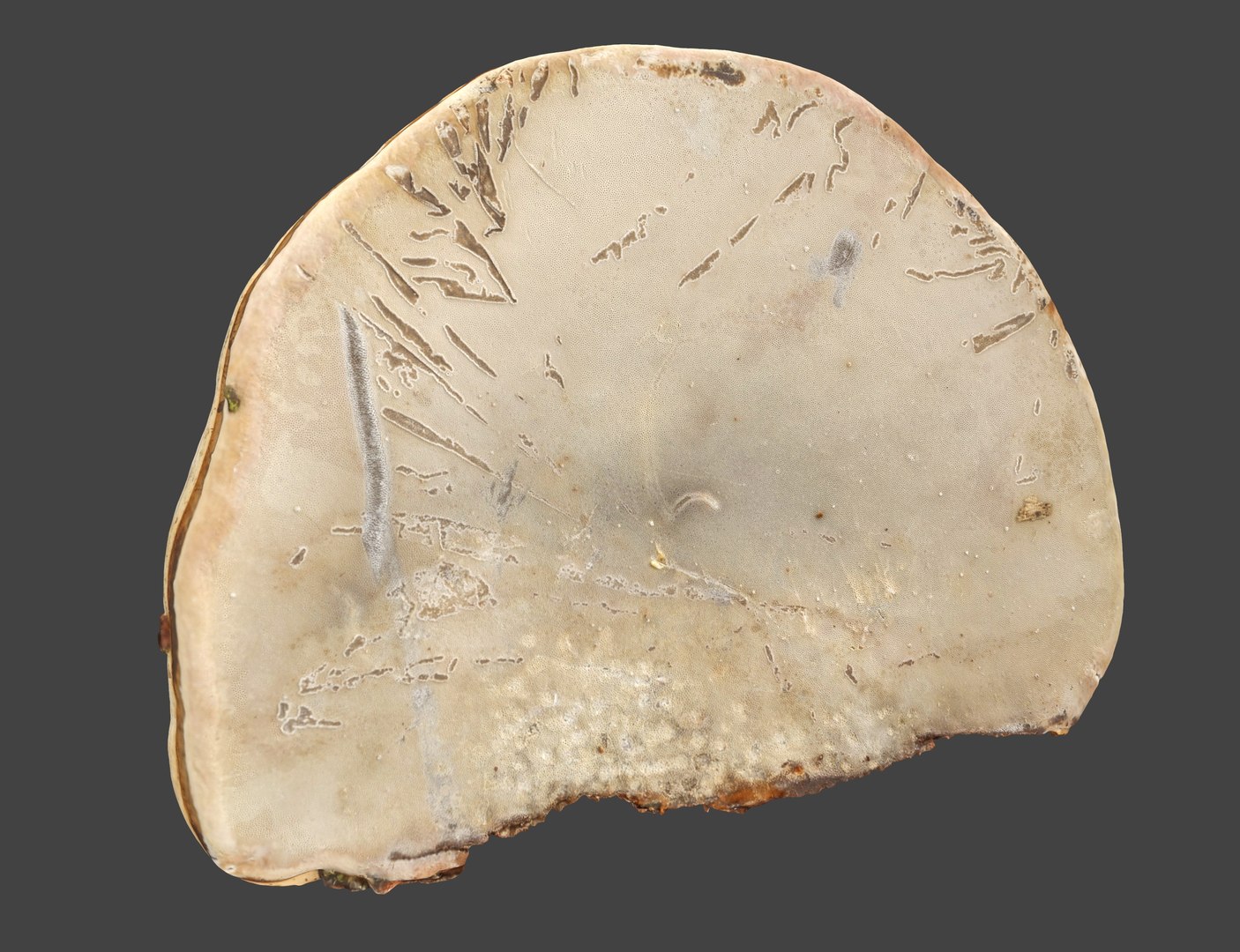 3D Fomes Fomentarius - TurboSquid 2219091